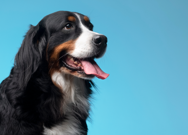 Classic Dog Breeder Pro