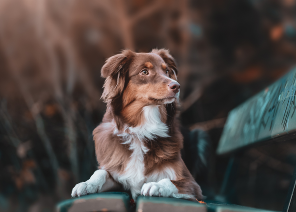Classic Dog Breeder Pro